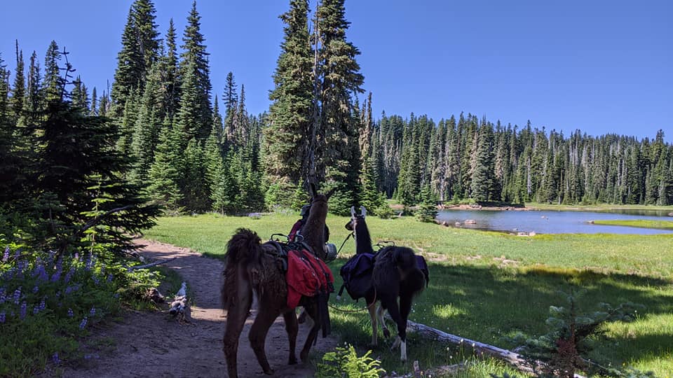 llamas-header-ptp | Pass to Pass