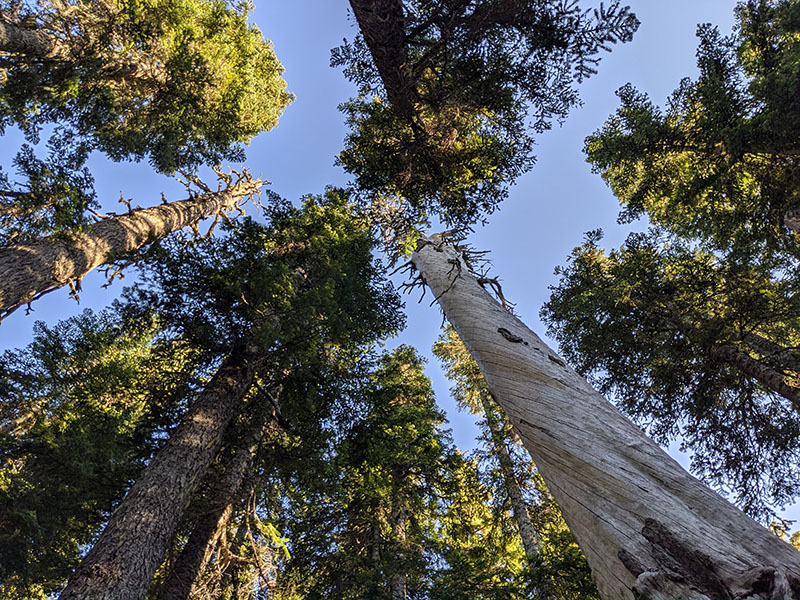 Trip 1 Tree Canopy | Pass to Pass
